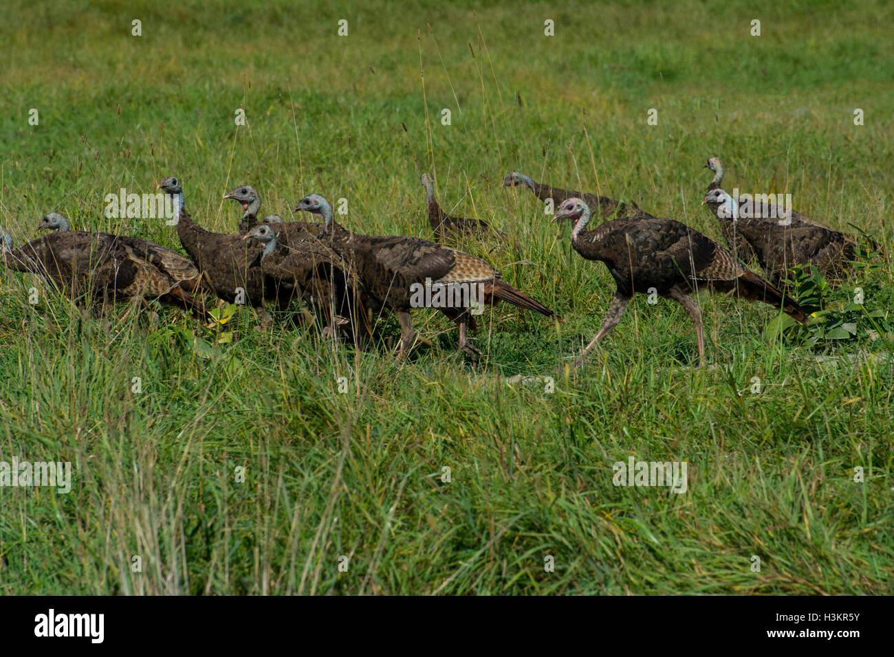 Wild turkey running hi-res stock photography and images - Alamy
