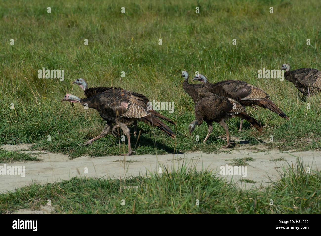 Wild turkey running hi-res stock photography and images - Alamy