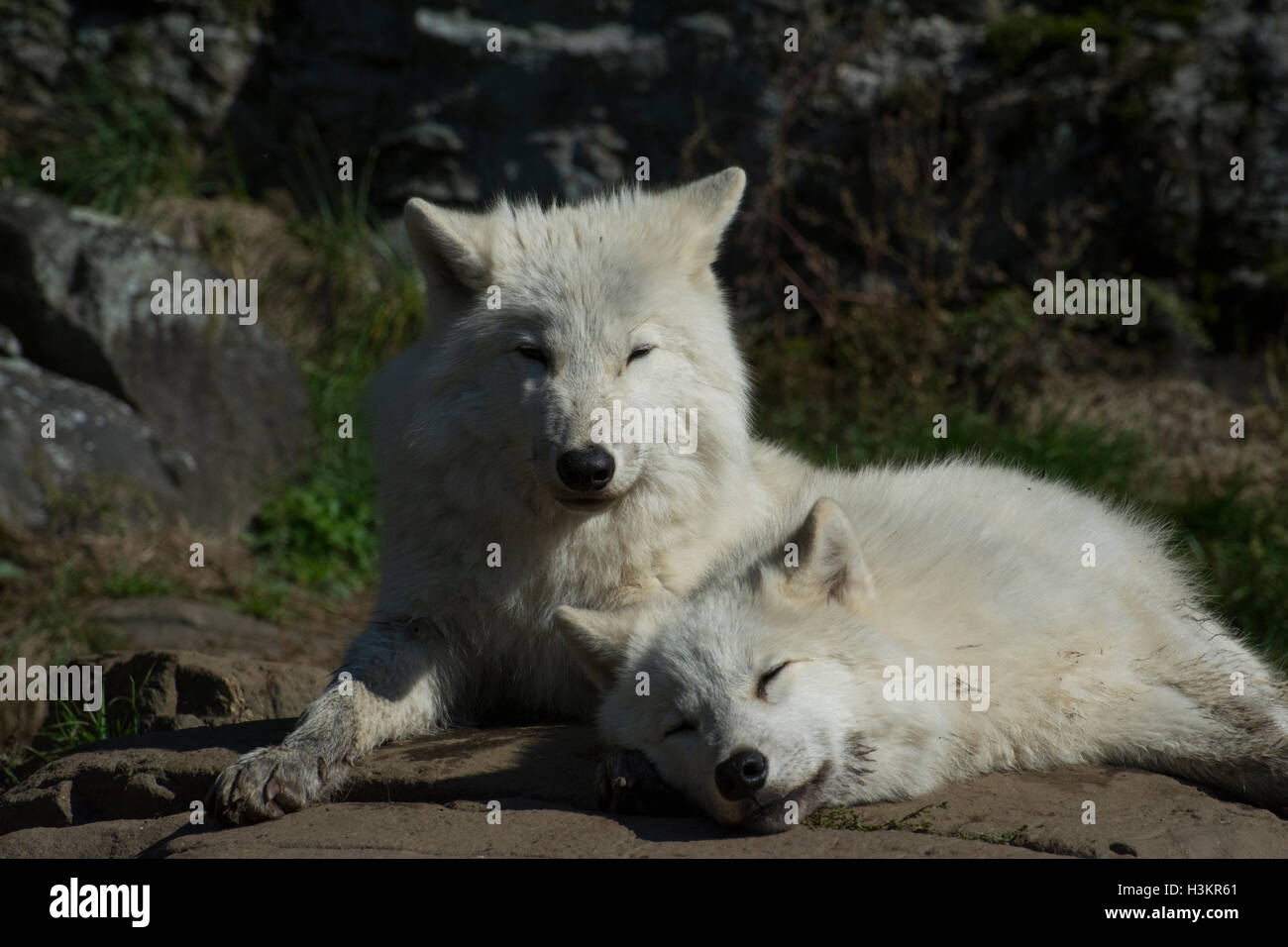 Arctic Wolves, cub and adult Stock Photo - Alamy