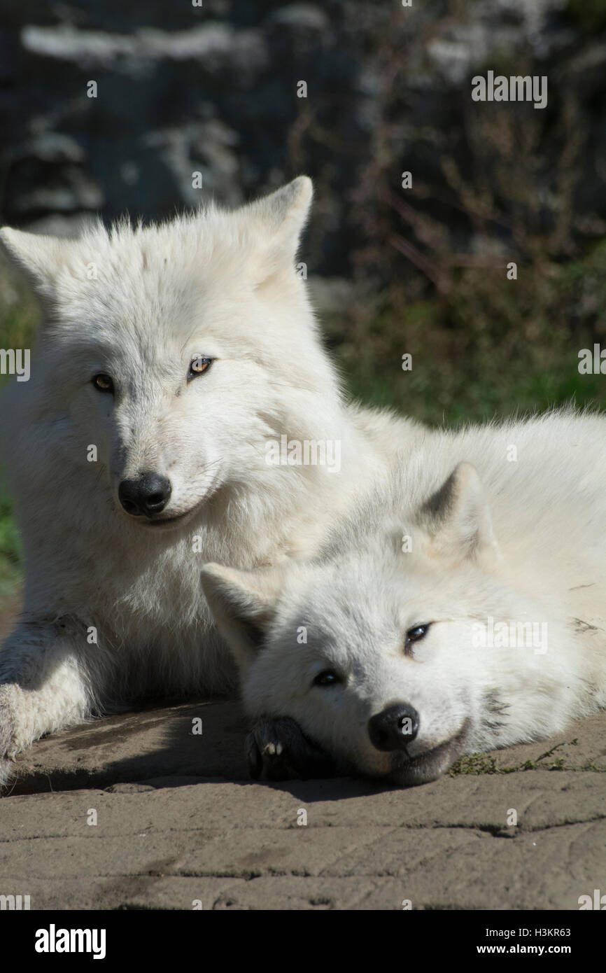 Arctic wolf cub hi-res stock photography and images - Alamy