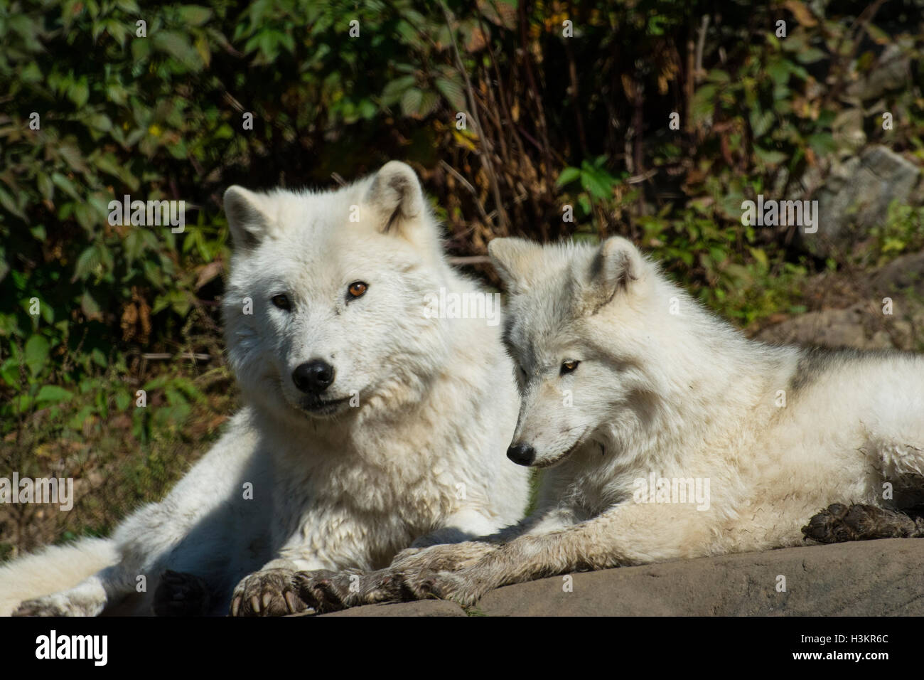 Arctic wolf cub hi-res stock photography and images - Alamy