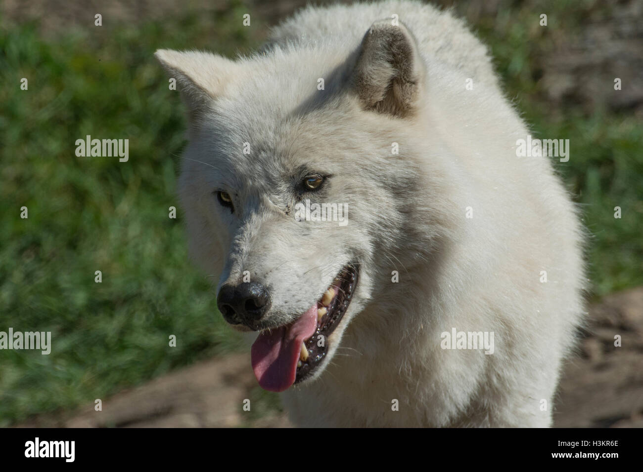 An Arctic Wolf Stock Photo - Alamy