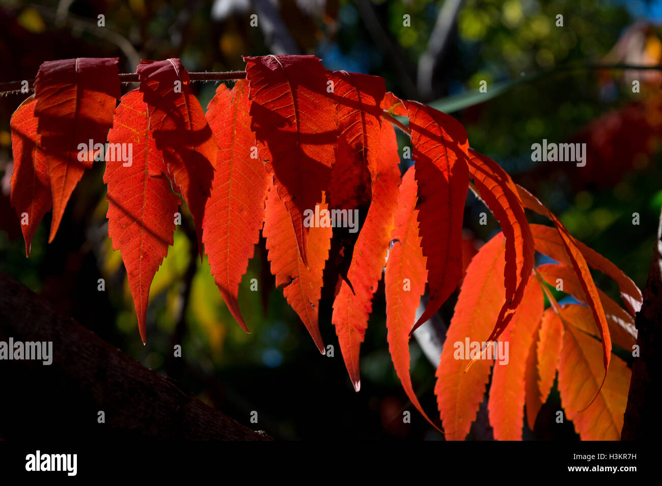 Sumac leaves in autumn Stock Photo - Alamy