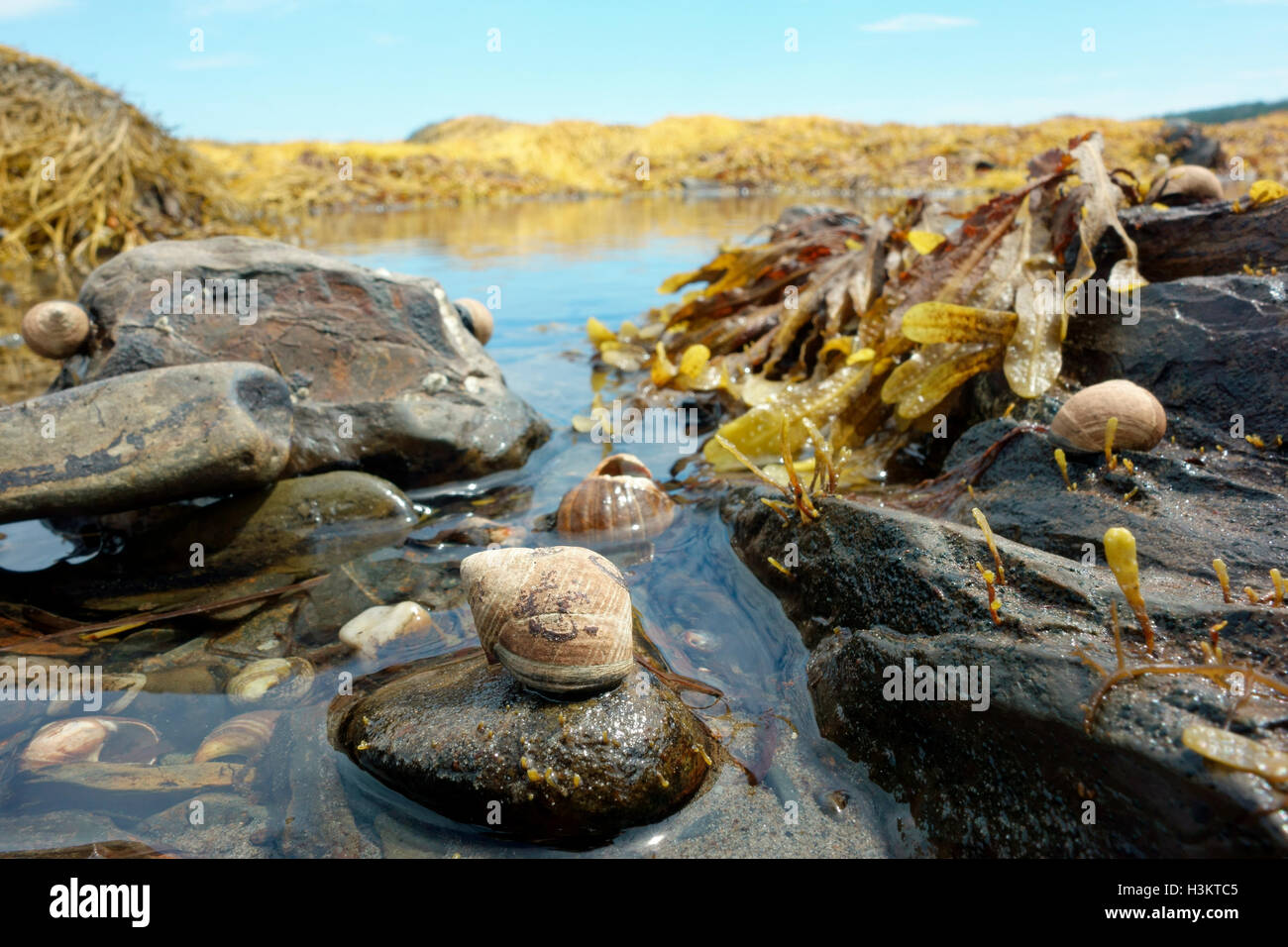A Tide pool, or rock pool, which are rocky pools on the sea shore on ...