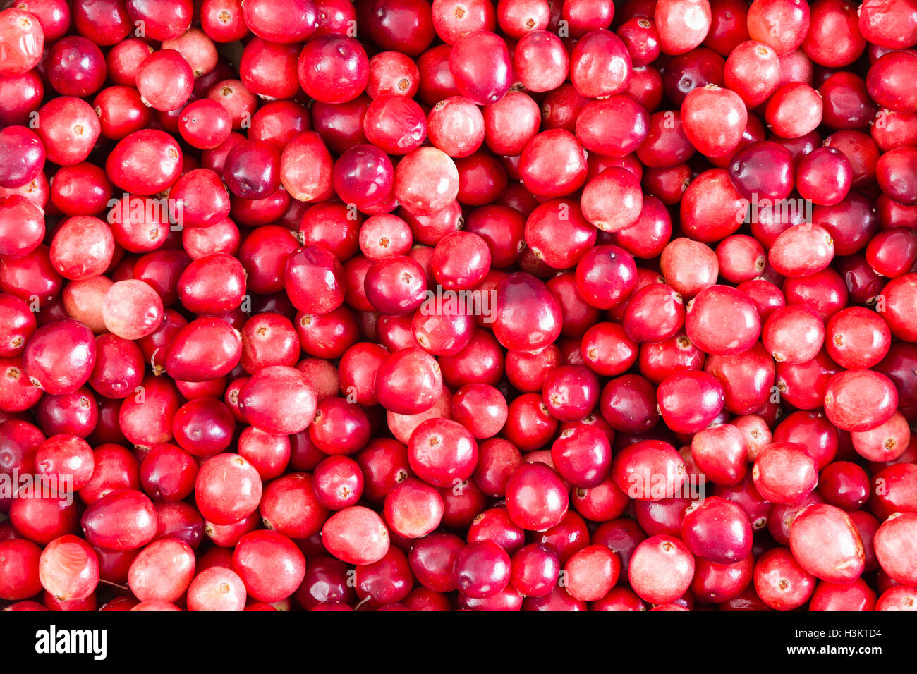 Full frame background texture of ripe freshly harvested cranberries ...