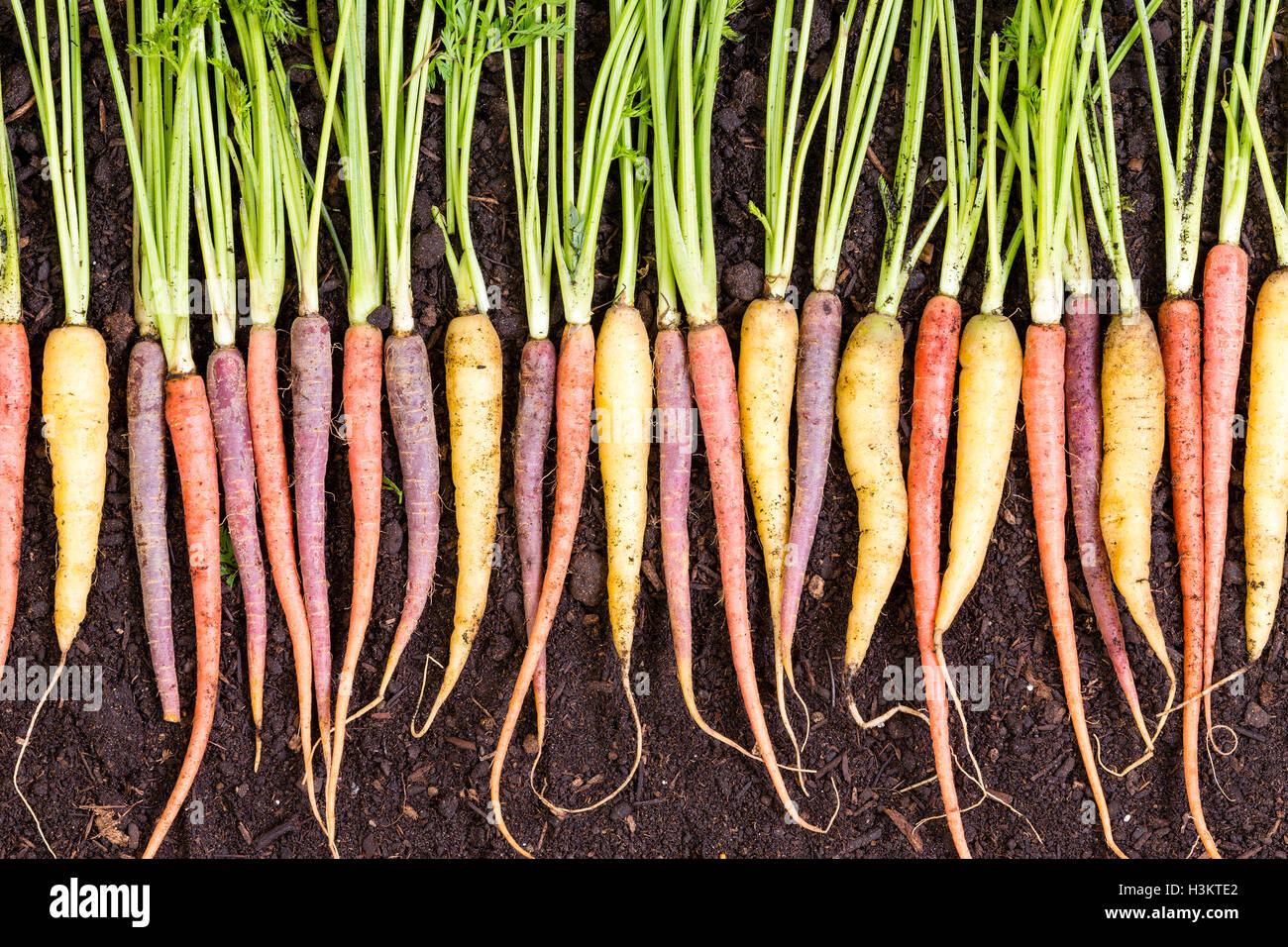 Assorted varieties of different colored healthy organic carrots ...