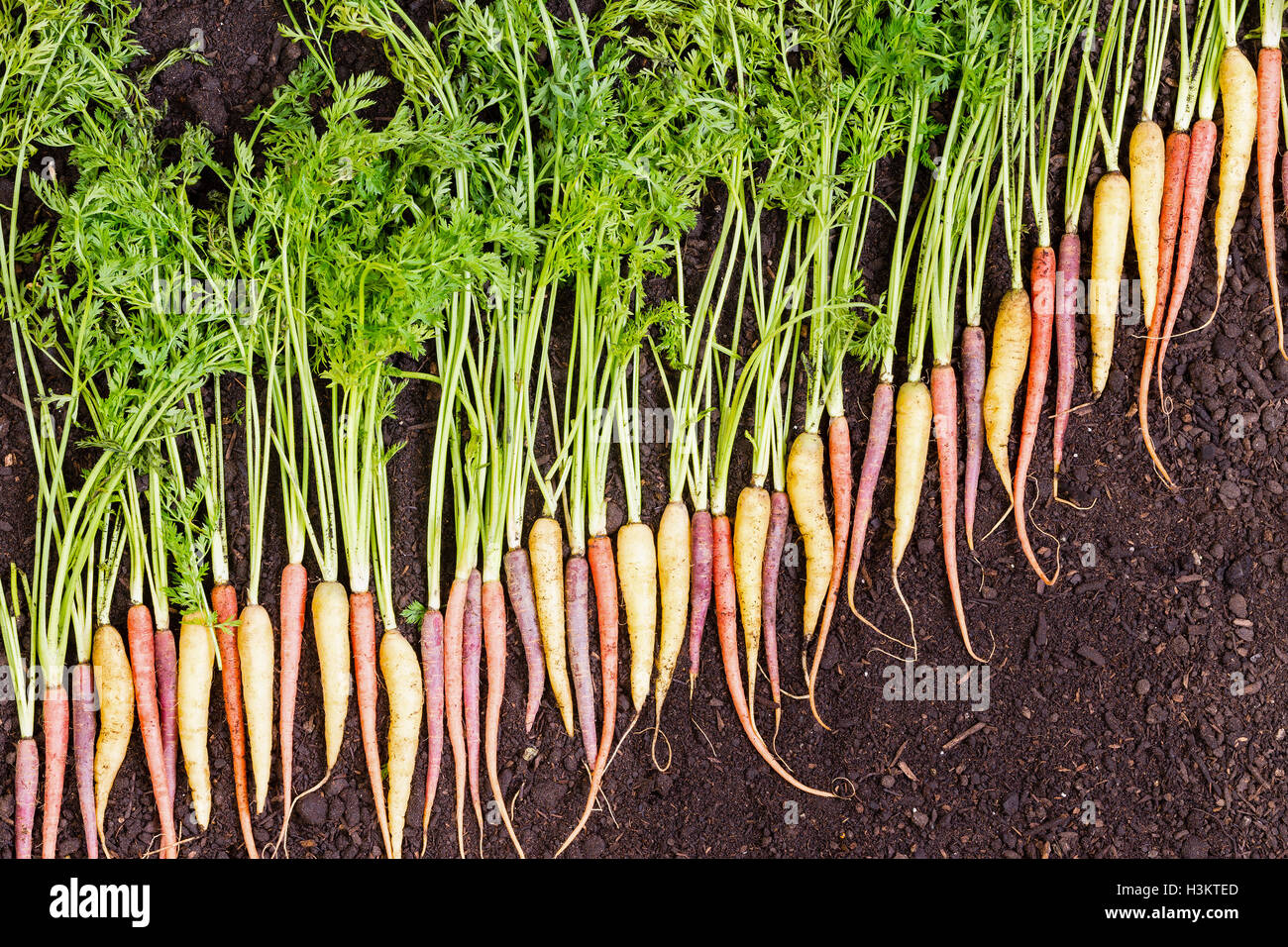 A variety of different colored carrots arranged in a diagonal ascending ...