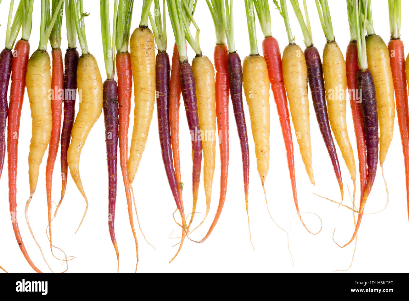 Row of freshly washed red, orange and yellow carrots over white ...