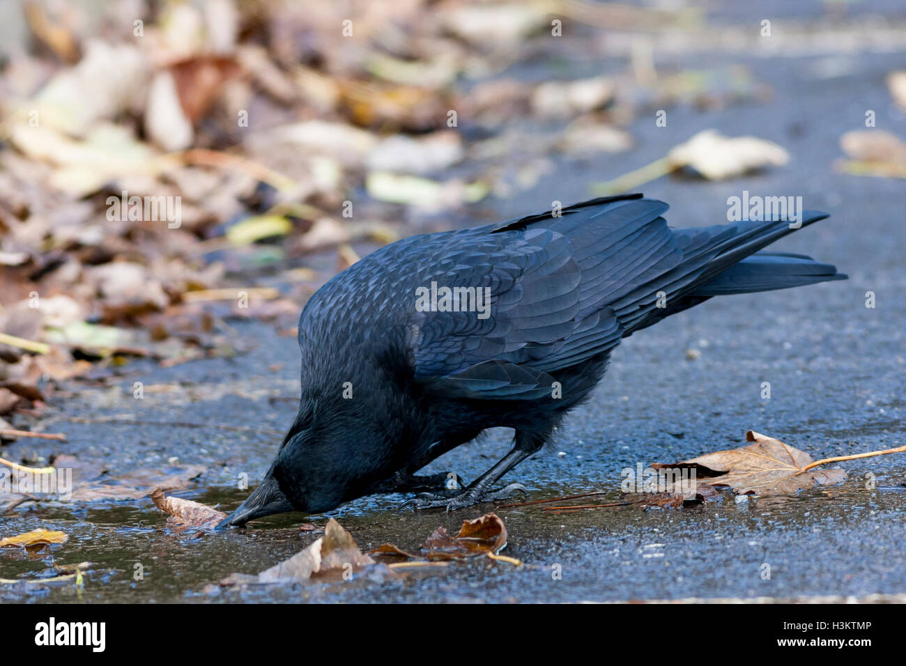 Crow drinking water hi-res stock photography and images - Alamy