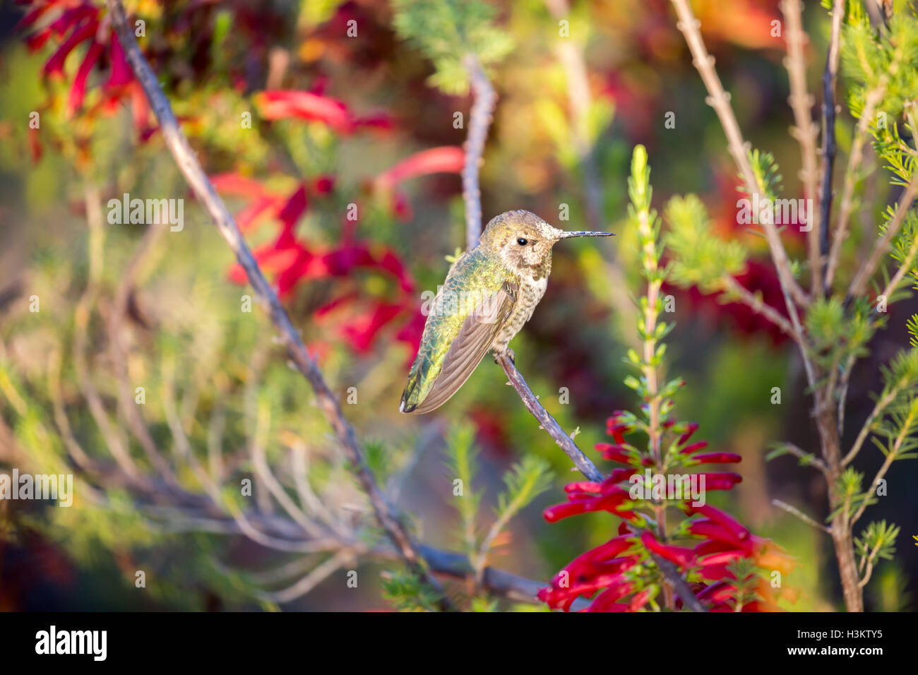 Anna's Hummingbird - Calypte anna Stock Photo - Alamy