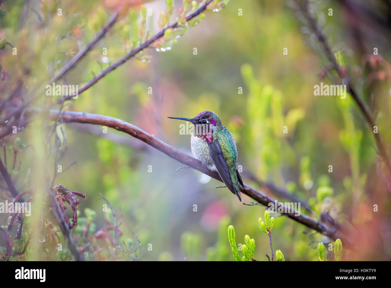 Anna's Hummingbird - Calypte anna Stock Photo - Alamy