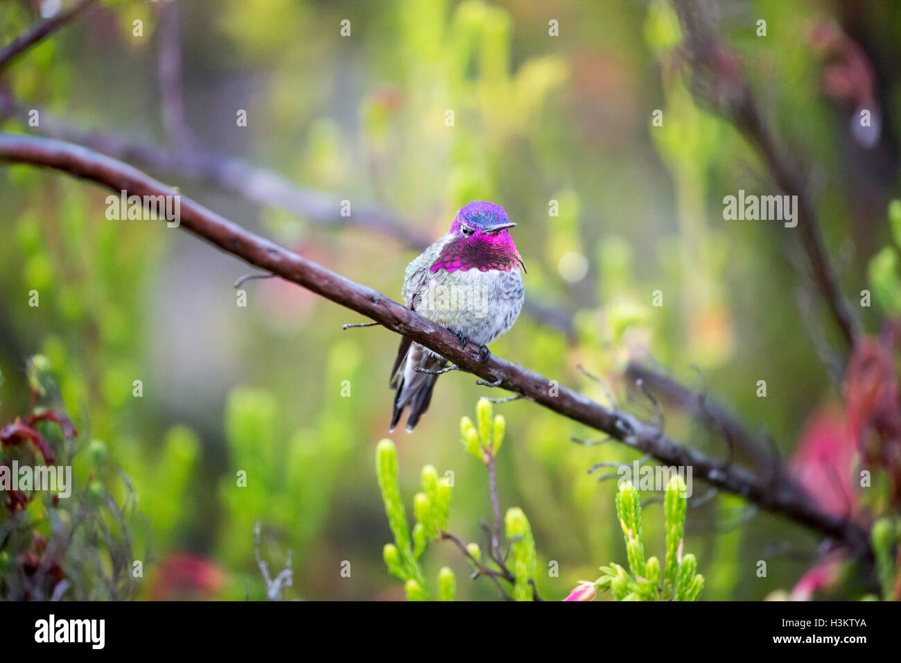 Anna's Hummingbird - Calypte anna Stock Photo - Alamy