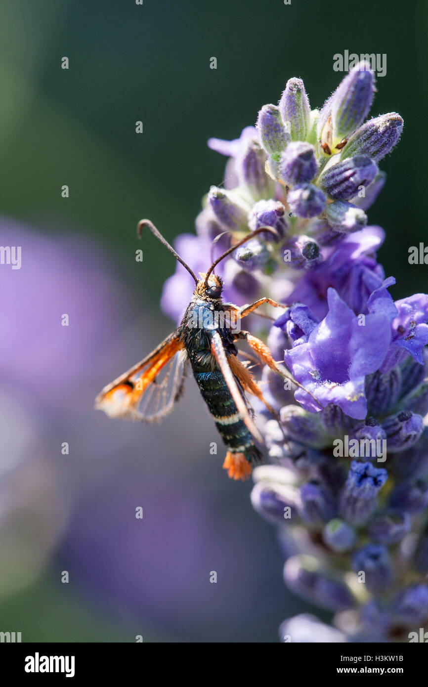 Clear wing hi-res stock photography and images - Alamy