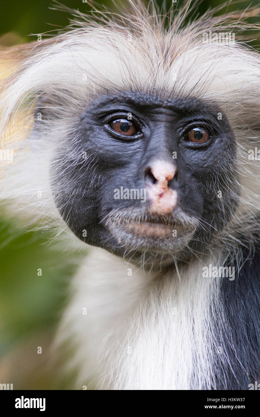 Zanzibar red colobus hi-res stock photography and images - Alamy