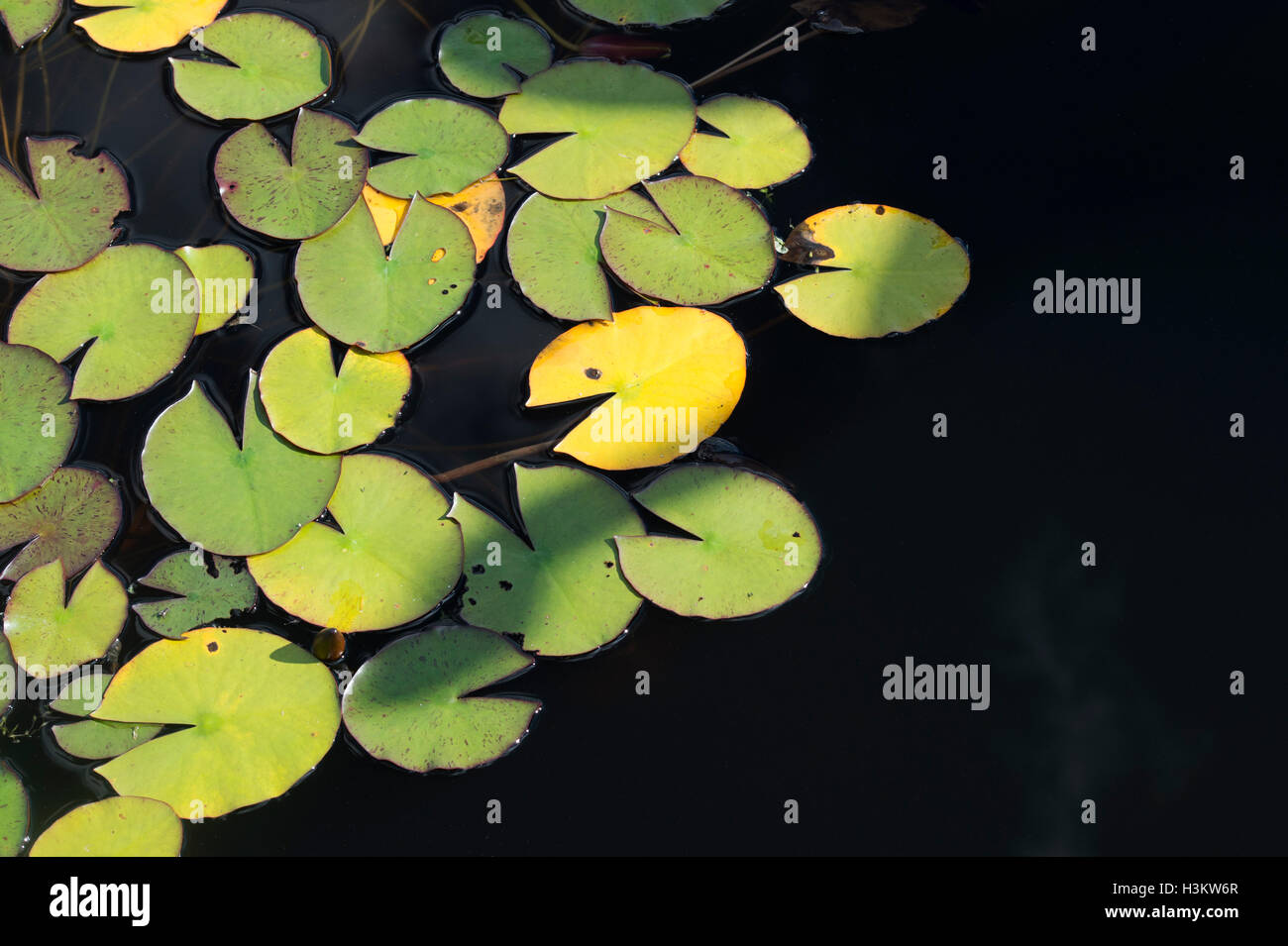 Lily pad hi-res stock photography and images - Alamy
