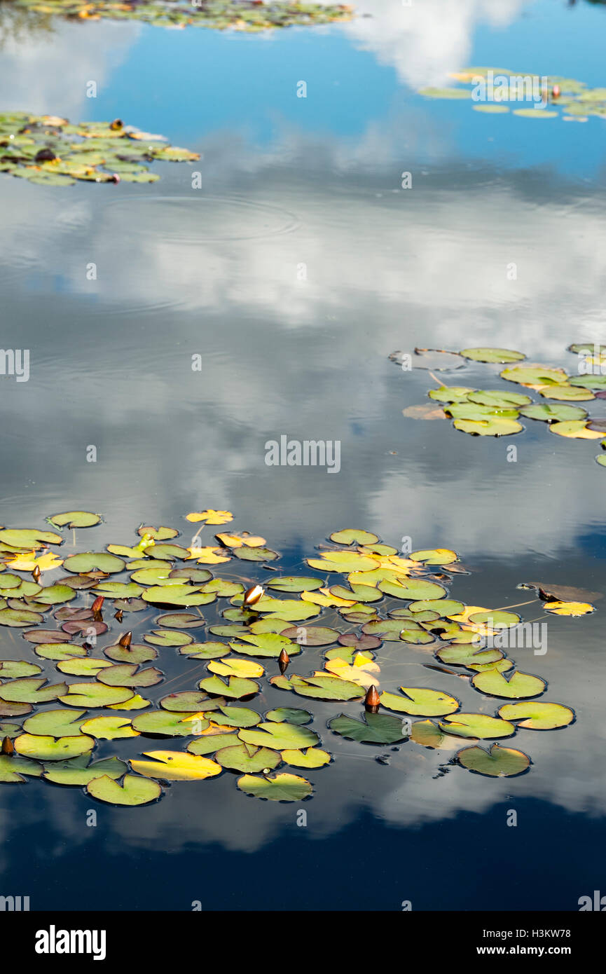 Lily pads floating on water hi-res stock photography and images - Alamy