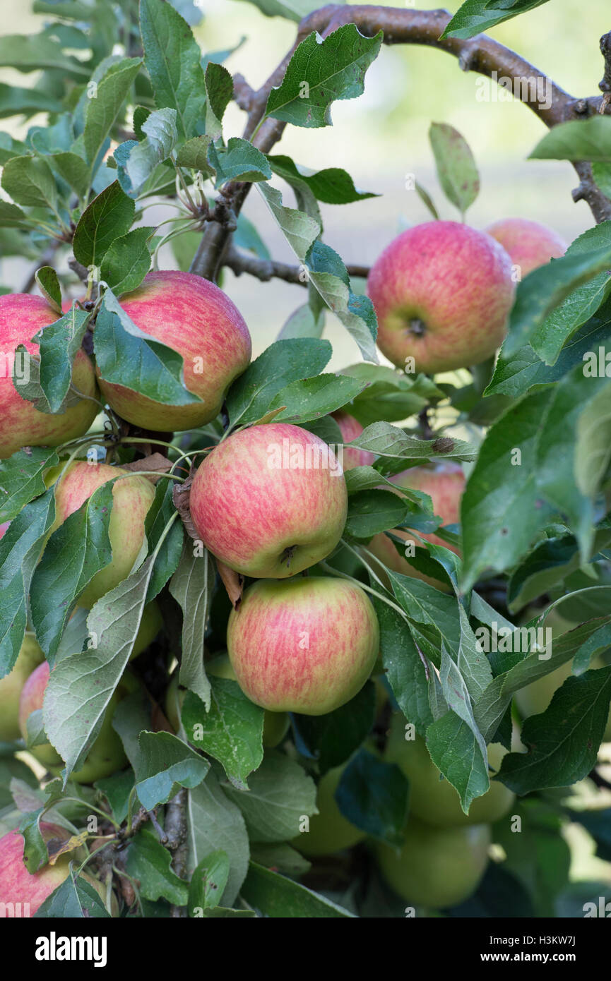 Malus domestica. Apple 'Red Falstaff' on the tree Stock Photo - Alamy