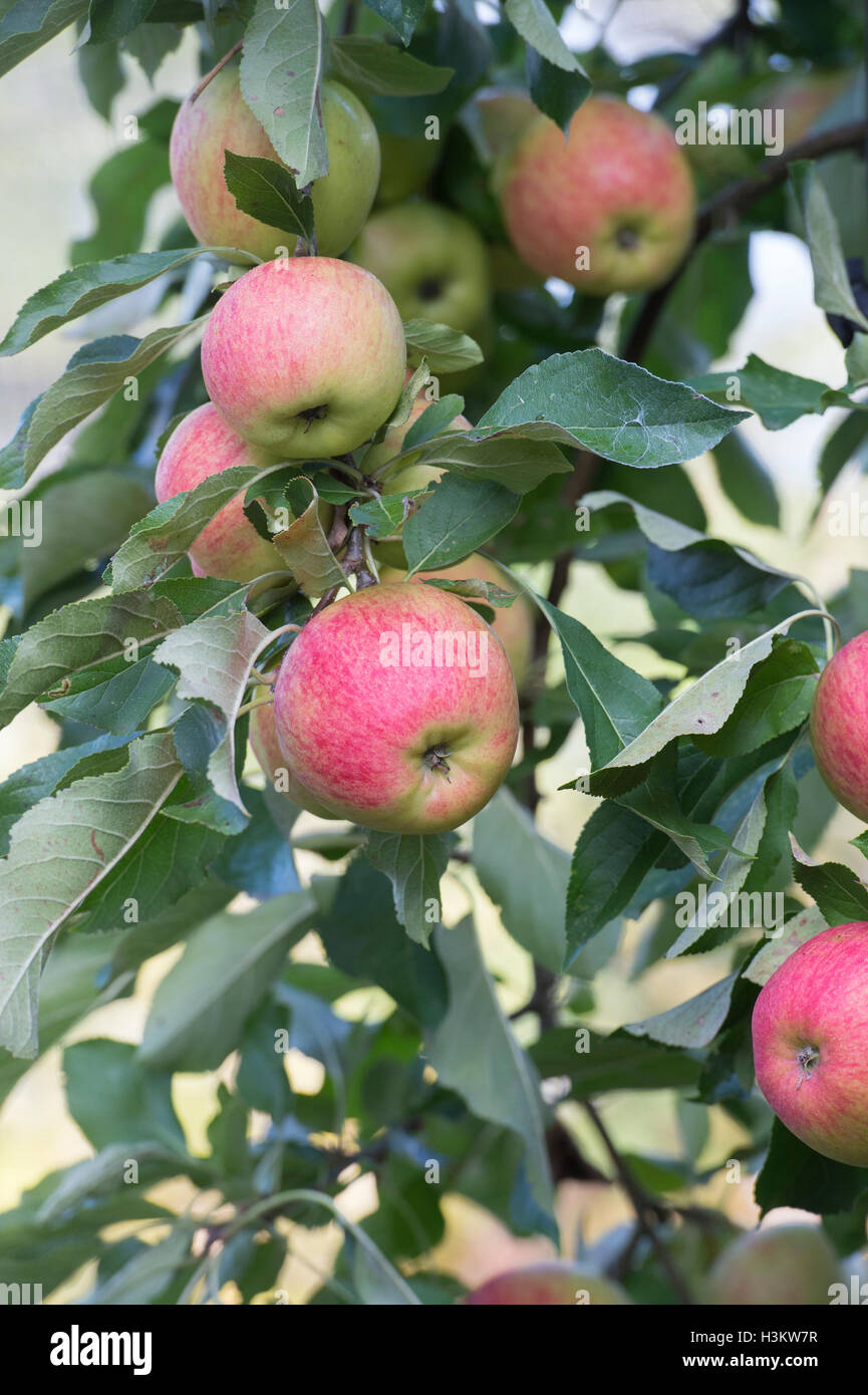 Apple tree variety red ripe hi-res stock photography and images - Alamy