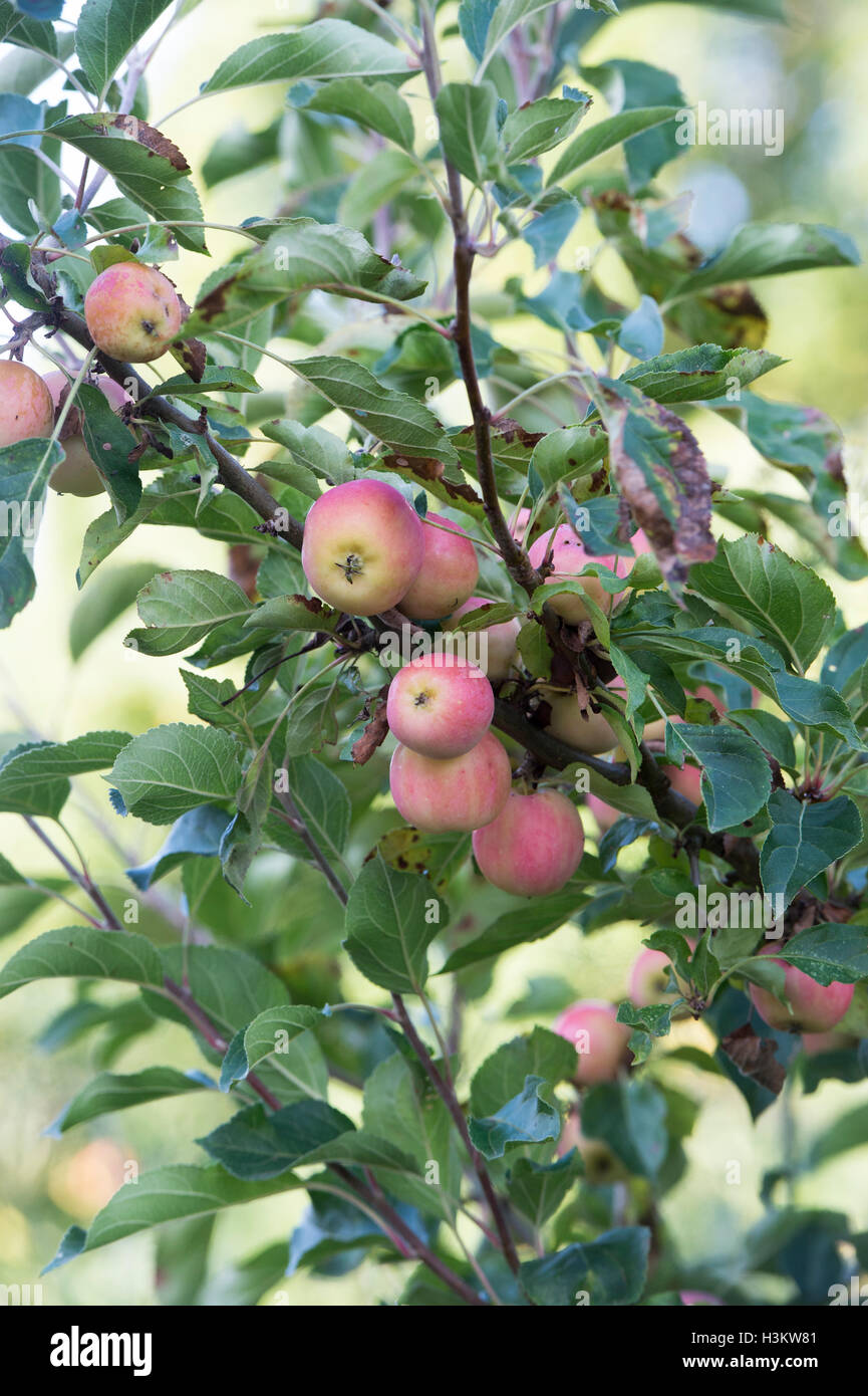 Malus domestica. Apple 'Red Falstaff' on the tree Stock Photo - Alamy