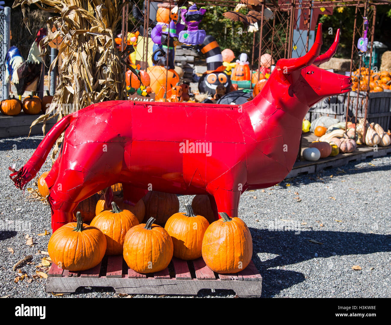 Pumpkins and metal bull on display at a farm market Stock Photo - Alamy