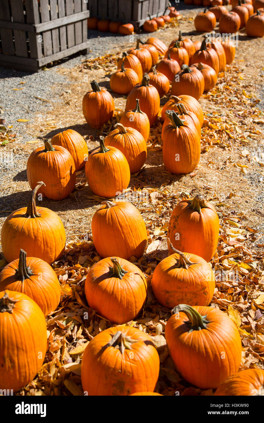 Pumpkins on display new hi-res stock photography and images - Alamy