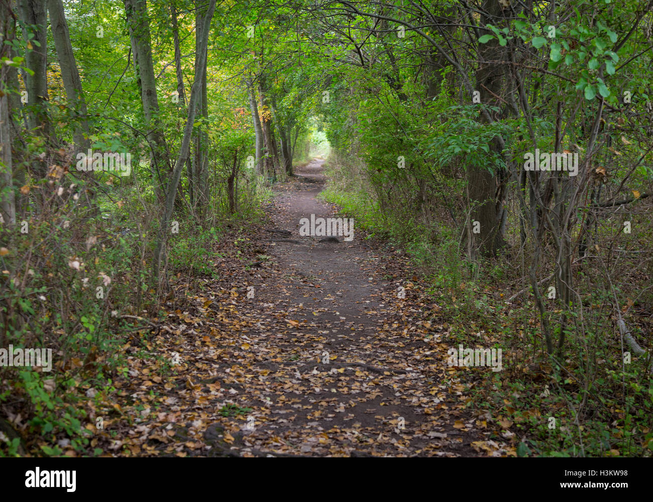 A path through a wooded area on a fall day Stock Photo - Alamy