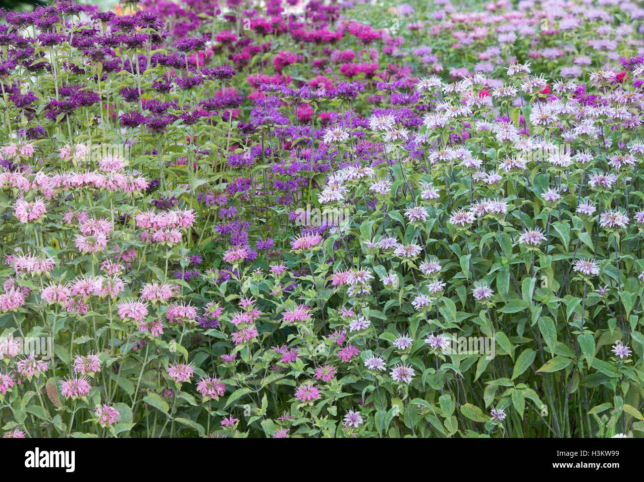 Monarda Didyma 'violet queen' . Bergamot flowers. Bee Balm Stock Photo ...