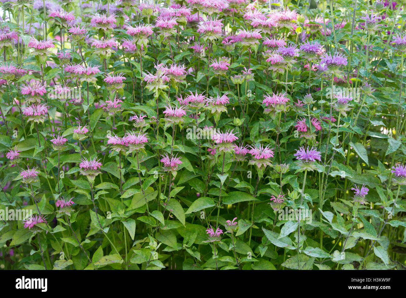 Monarda Didyma 'violet queen' . Bergamot flowers. Bee Balm Stock Photo ...