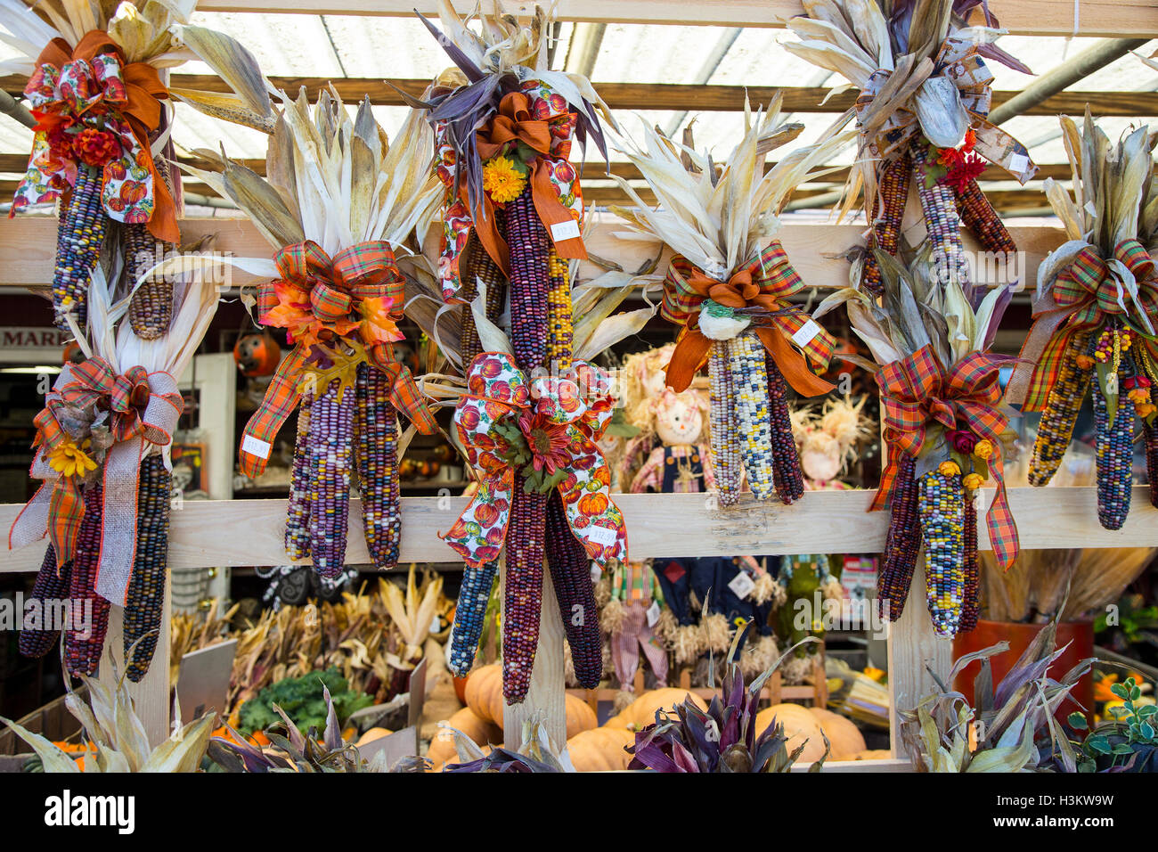 Decorative corn on display at a farm market Stock Photo - Alamy