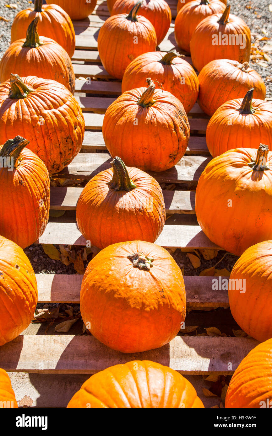 Pumpkins on display at a farm market Stock Photo - Alamy