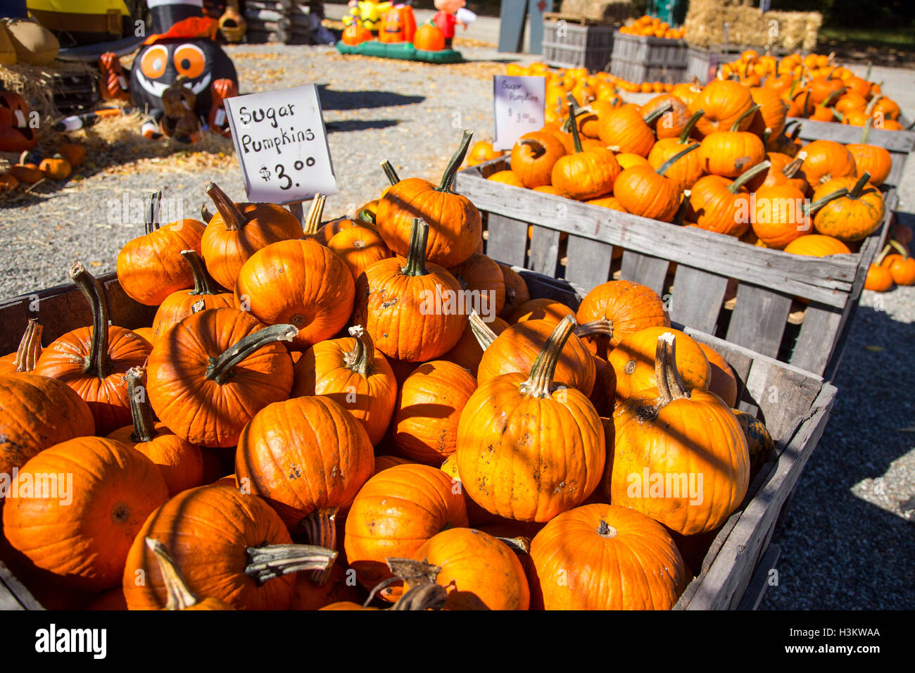 Pumpkins on display at a farm market Stock Photo - Alamy