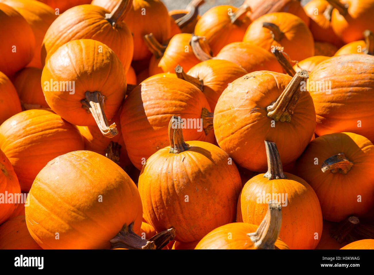 Pumpkins on display new hi-res stock photography and images - Alamy