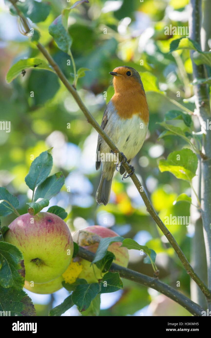 Robin And Fruit High Resolution Stock Photography and Images - Alamy