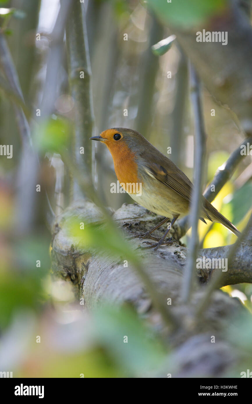 Robin Erithacus rubecula among the branches of an apple tree, August ...