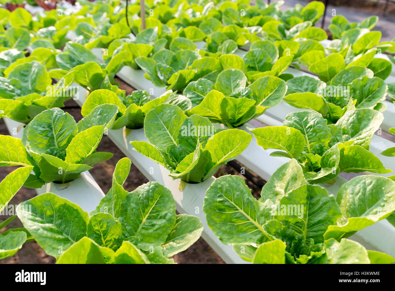 Green Romaine salad plant, hydroponic vegetable leaves Stock Photo - Alamy