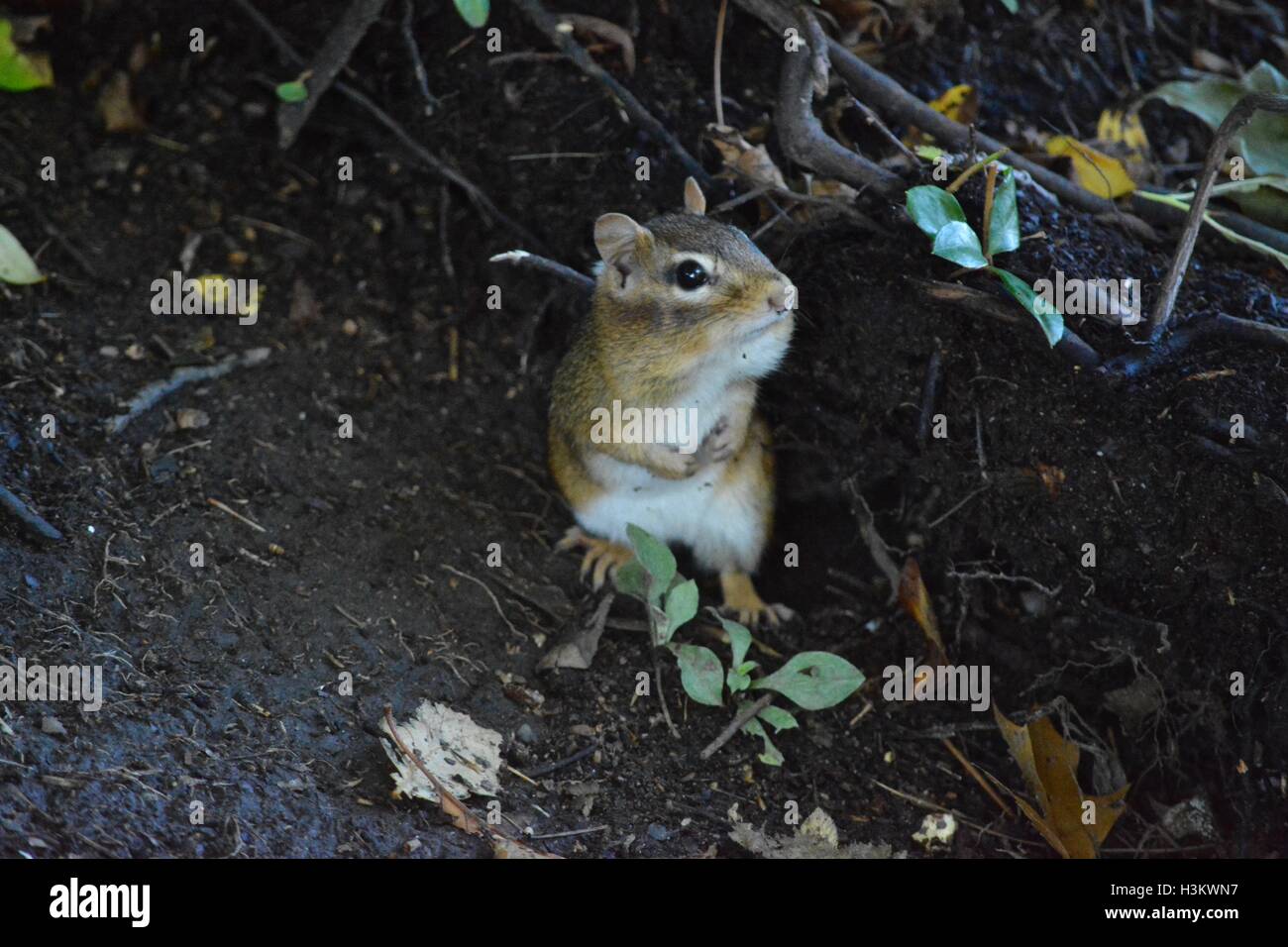 Chipmunks nose to nose hi-res stock photography and images - Alamy