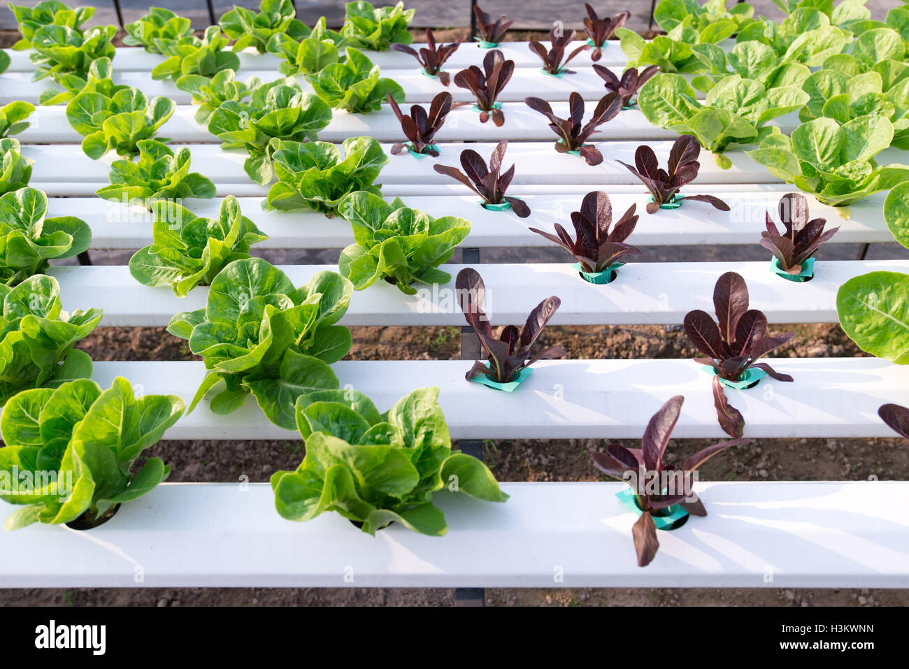 Green Romaine salad plant, hydroponic vegetable leaves Stock Photo - Alamy
