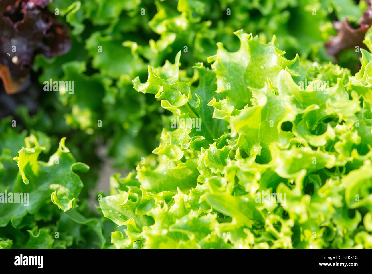 Salad leaf. Lettuce salad plant, hydroponic vegetable leaves Stock ...