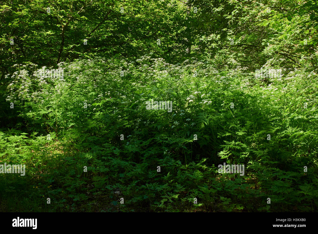 Wild flower in the bushes Stock Photo - Alamy