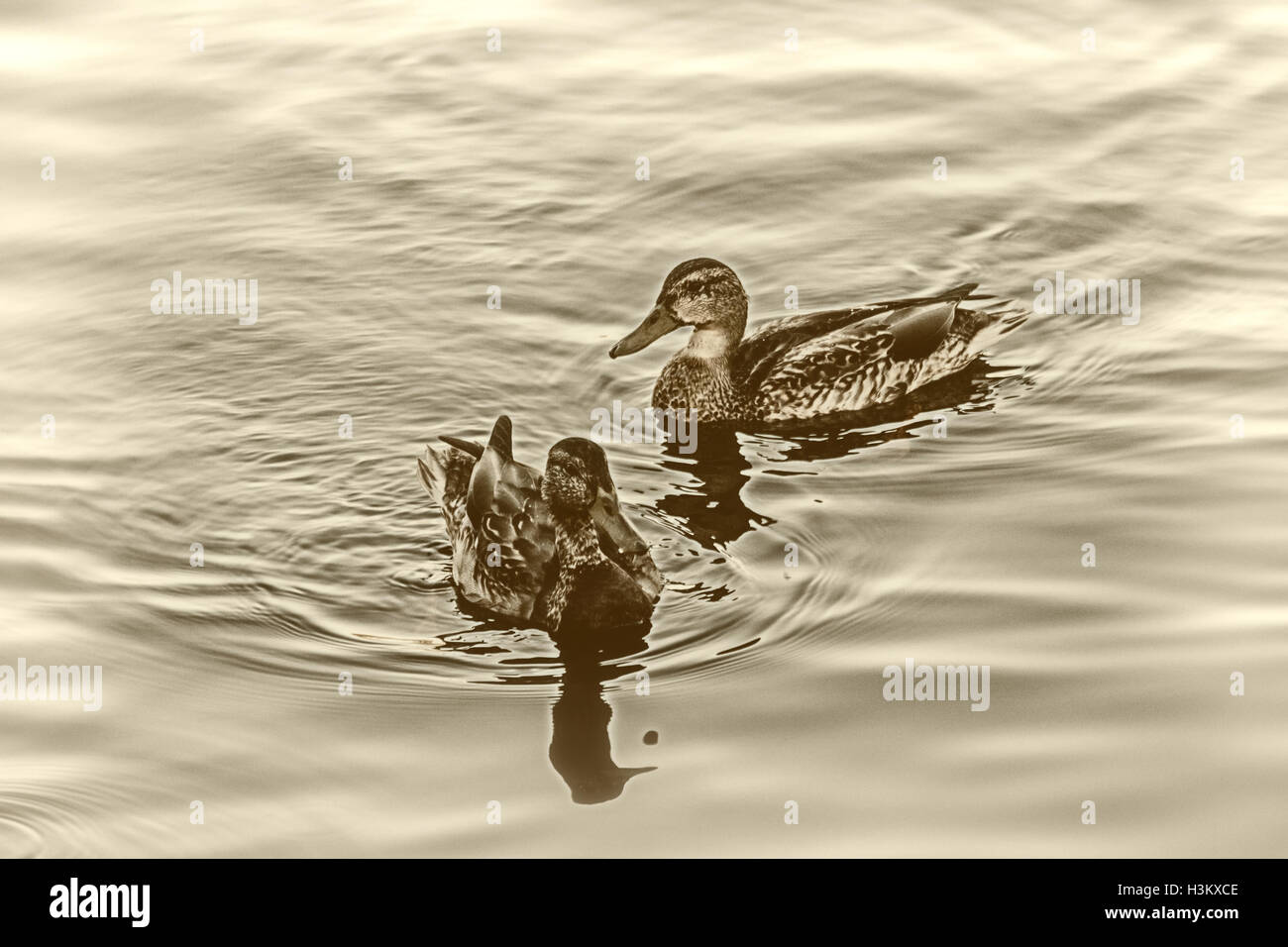 Young ducks slowly floating hi-res stock photography and images - Alamy