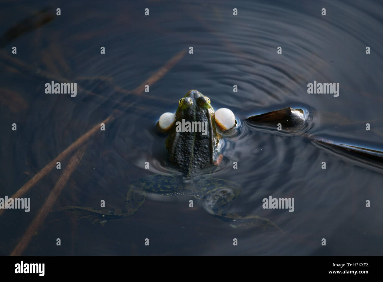 Croaking frog in a swamp Stock Photo - Alamy