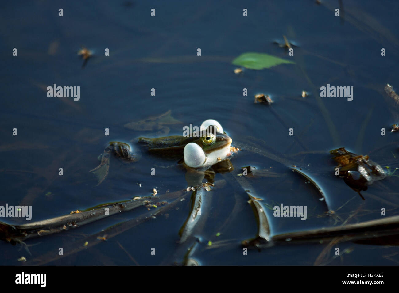 Frog croaking hi-res stock photography and images - Alamy