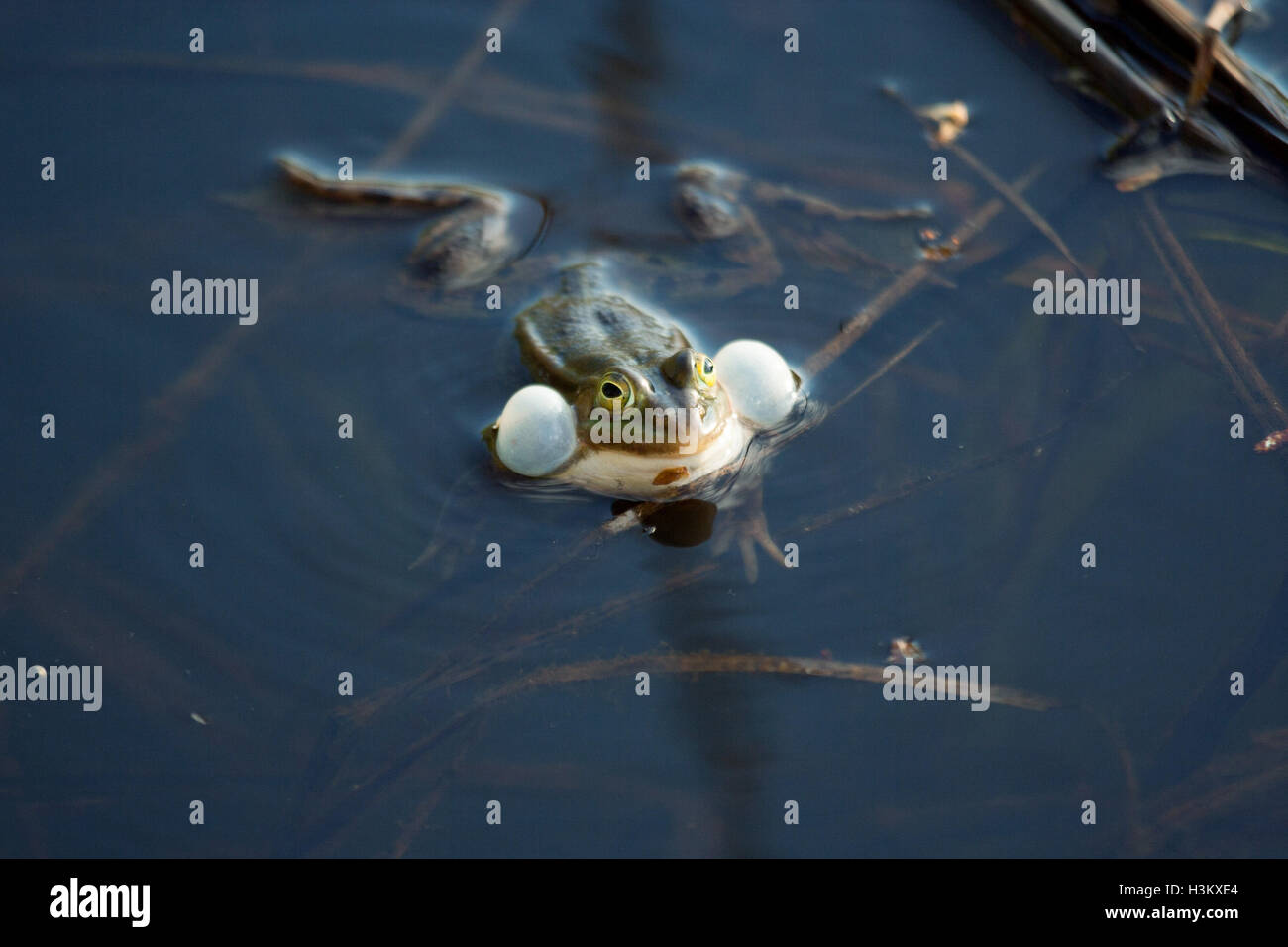 Croaking in hi-res stock photography and images - Alamy