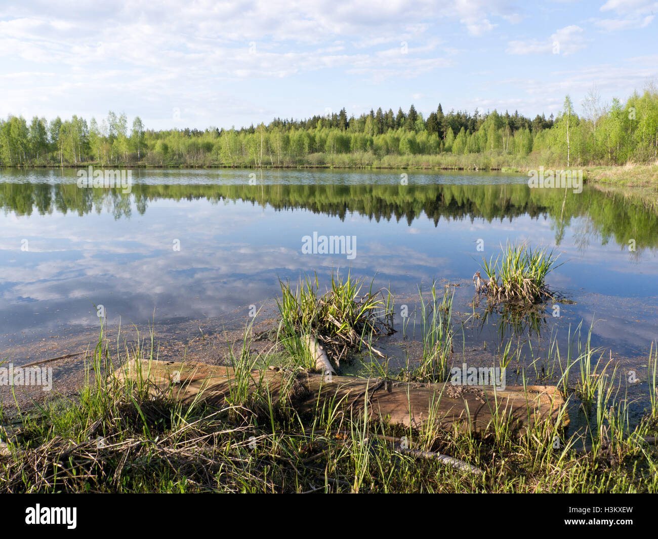 A log on the shore of the forest lake Stock Photo - Alamy
