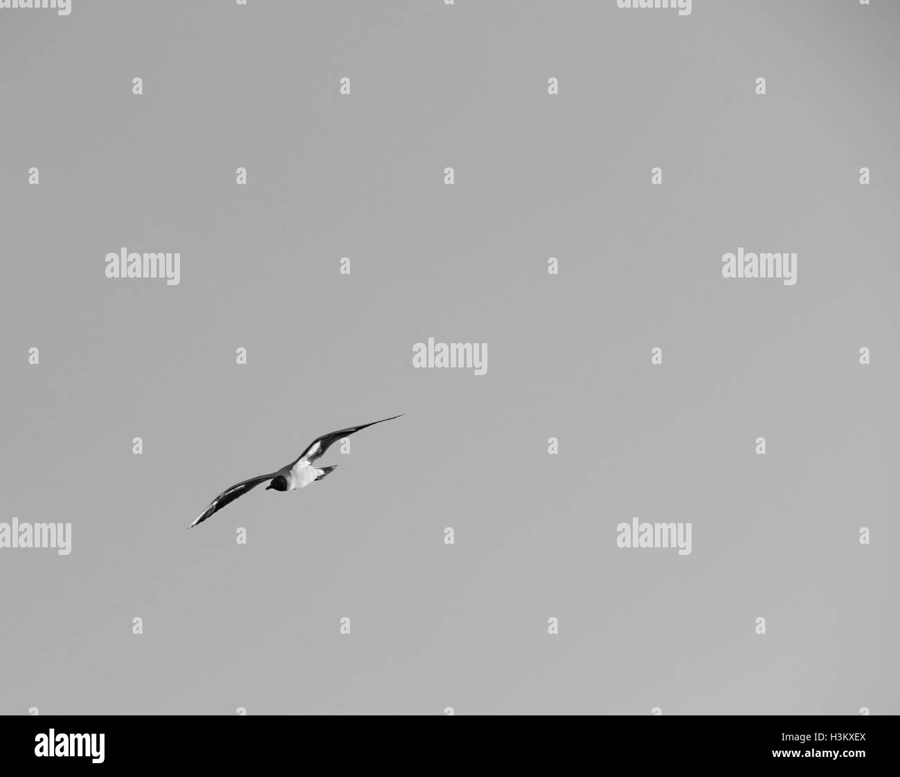 Bright grey sky Black and White Stock Photos & Images - Alamy