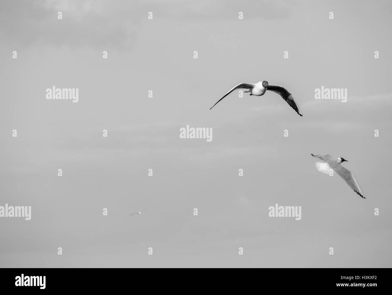 Bright grey sky Black and White Stock Photos & Images - Alamy