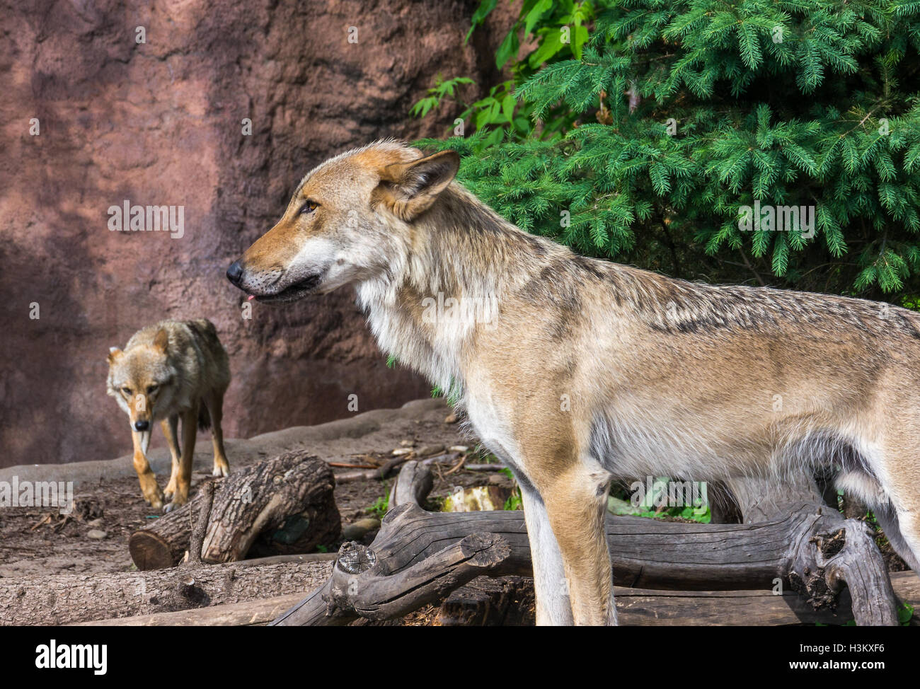Wolf on guard Stock Photo - Alamy