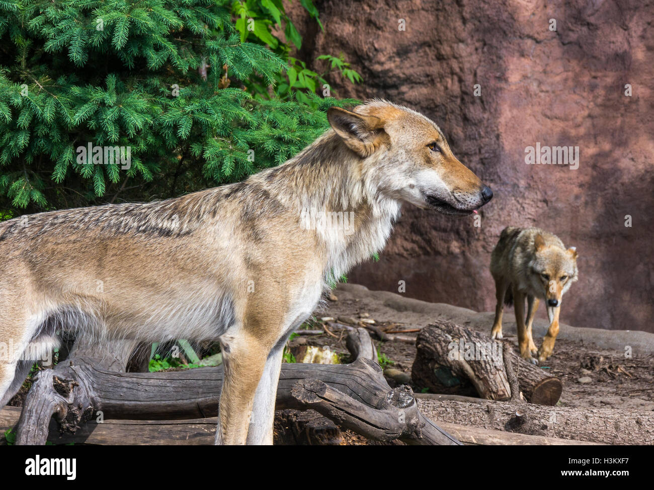 Wolf on guard Stock Photo - Alamy