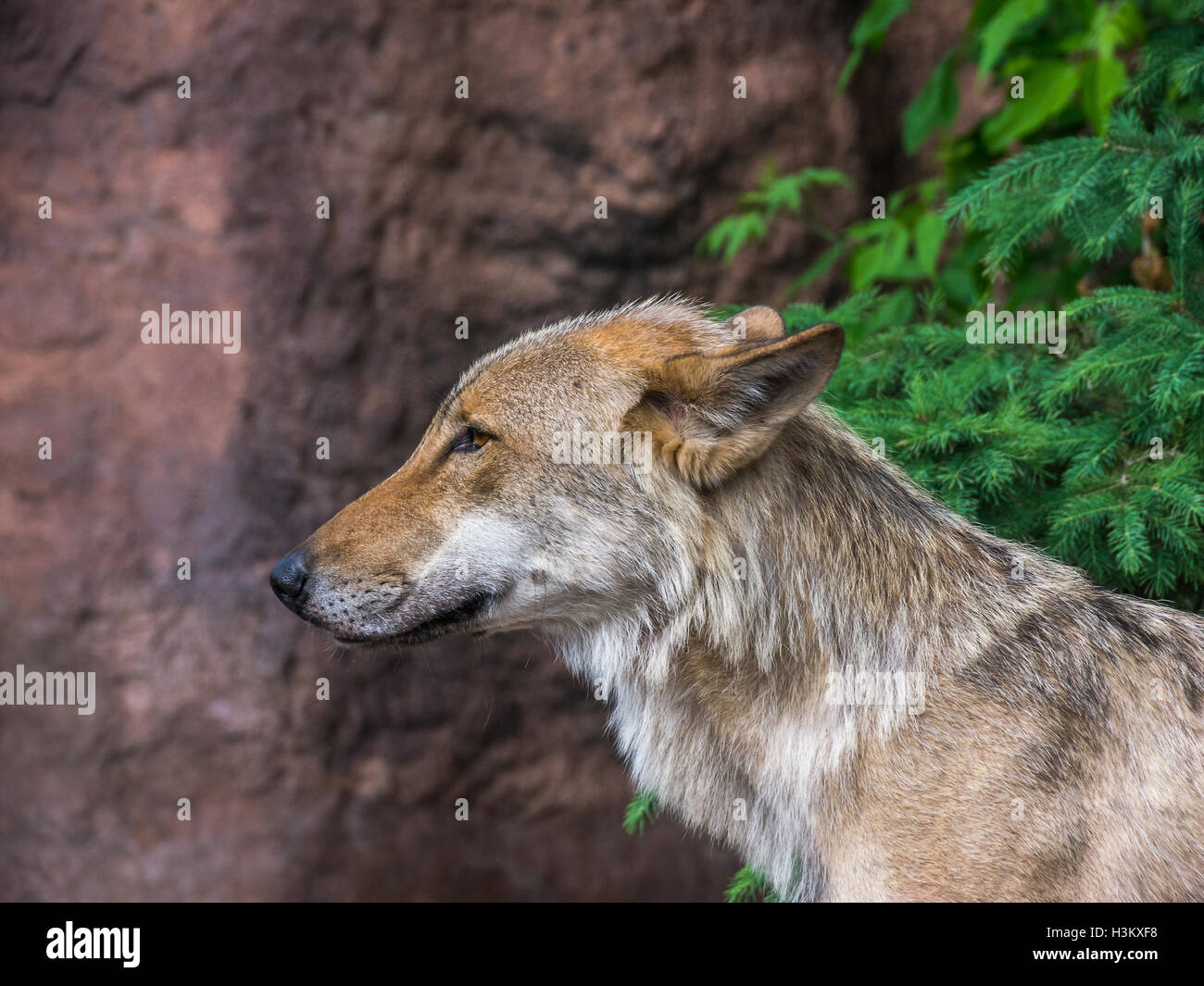 Wolf on guard Stock Photo - Alamy