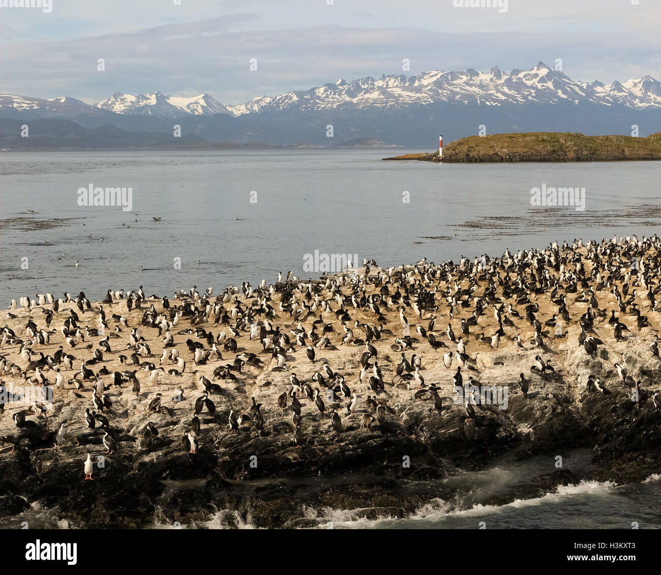 A rock shag (Phalacrocorax magellanicus) colony, also known as the ...
